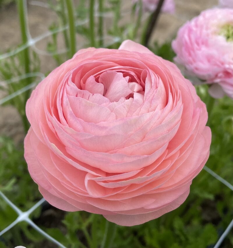 Ranunculus Arrangements | Floral Arrangements for Delivery